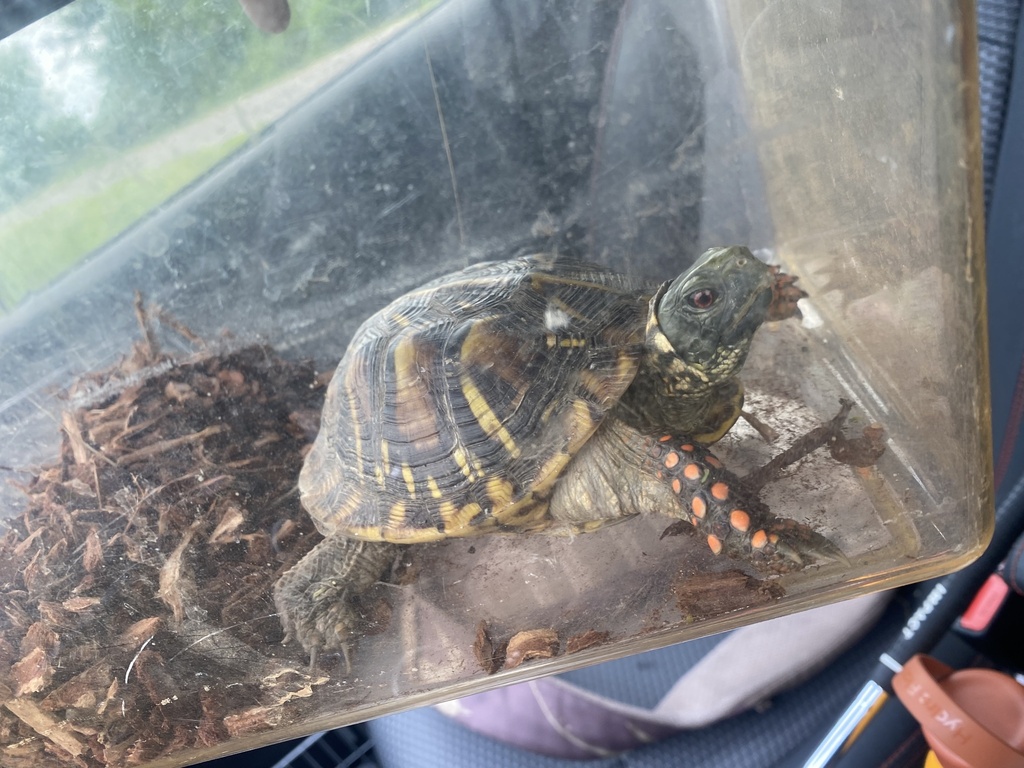 Ornate Box Turtle from K-16, Oskaloosa, KS, US on May 31, 2023 at 11:05 ...