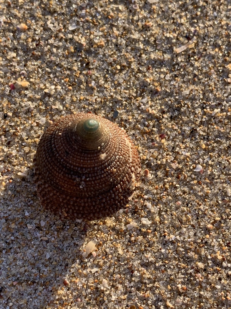 Clanculus maugeri from Urunga, NSW, AU on June 1, 2023 at 07:07 AM by ...