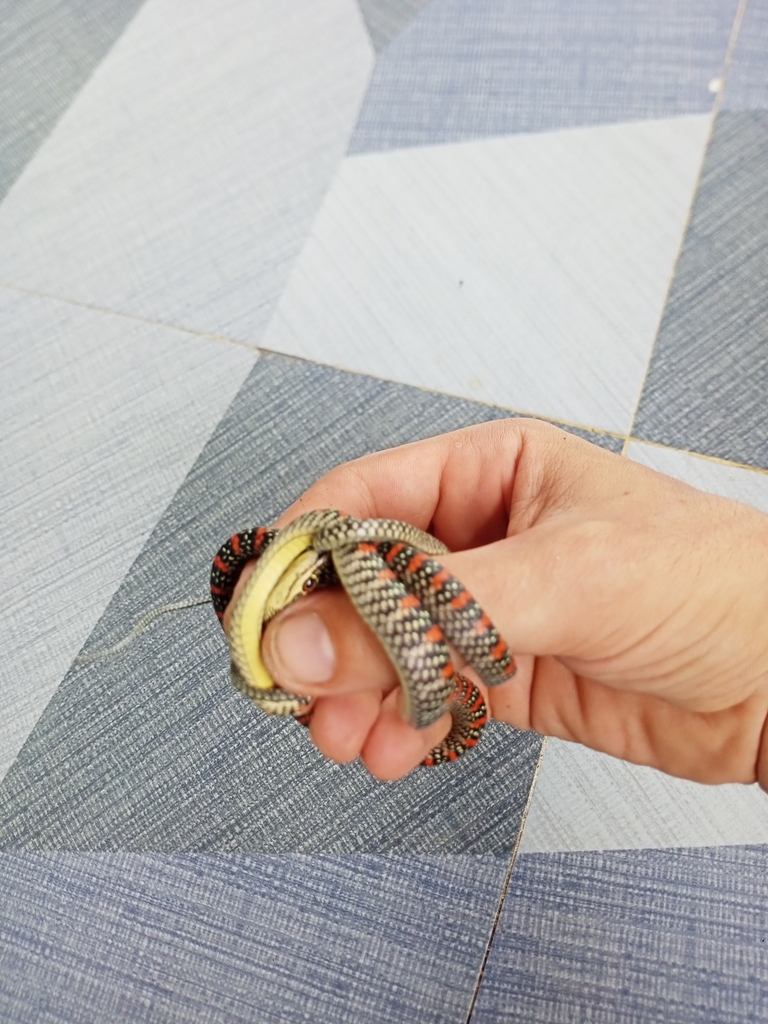 Chrysopelea paradisi variabilis from Barobo on June 1, 2023 at 12:12 PM ...