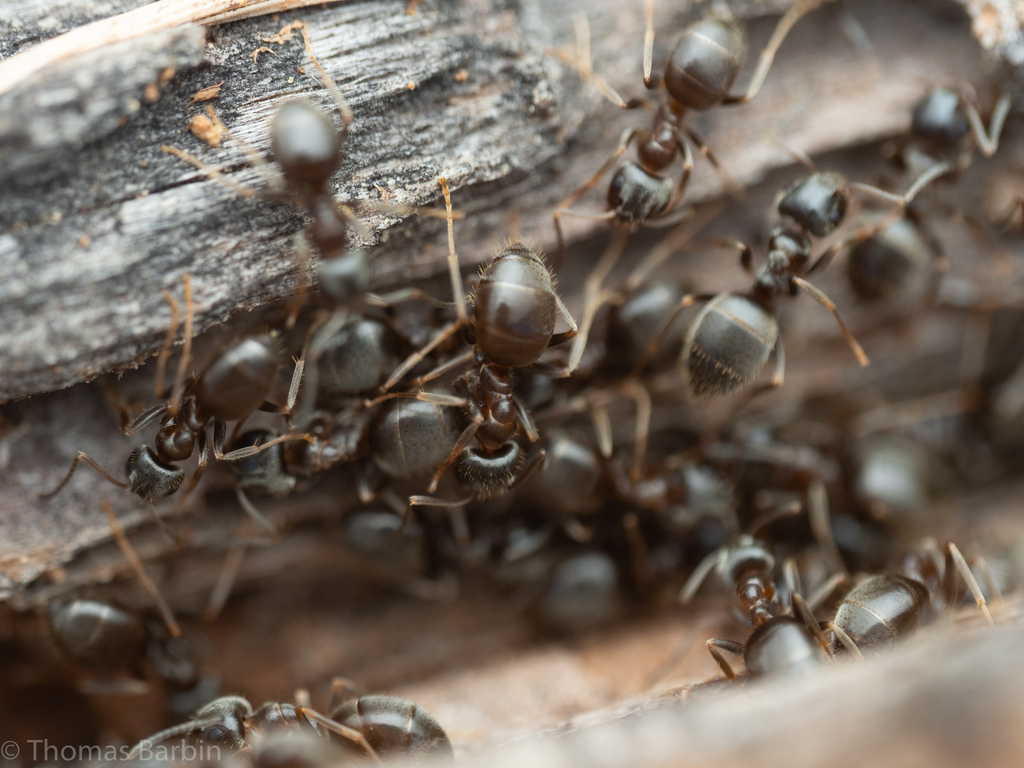 Lasius from Thompson-Nicola, BC, Canada on May 27, 2023 at 11:36 AM by ...