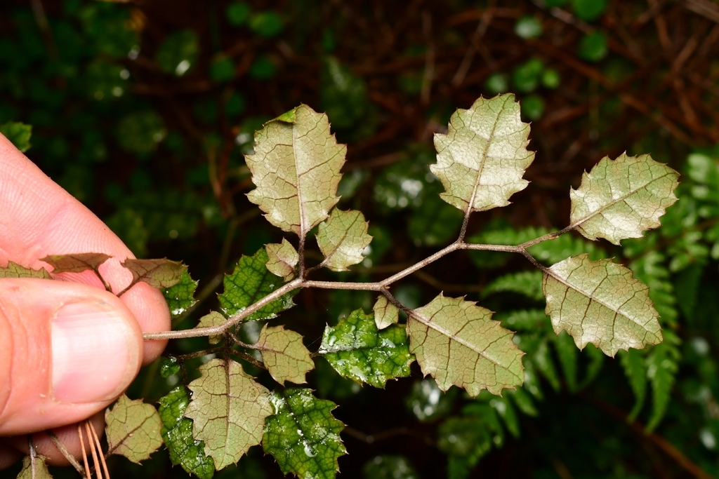 Marble leaf in June 2023 by Joey Santore. Rousseaceae, sister family to ...
