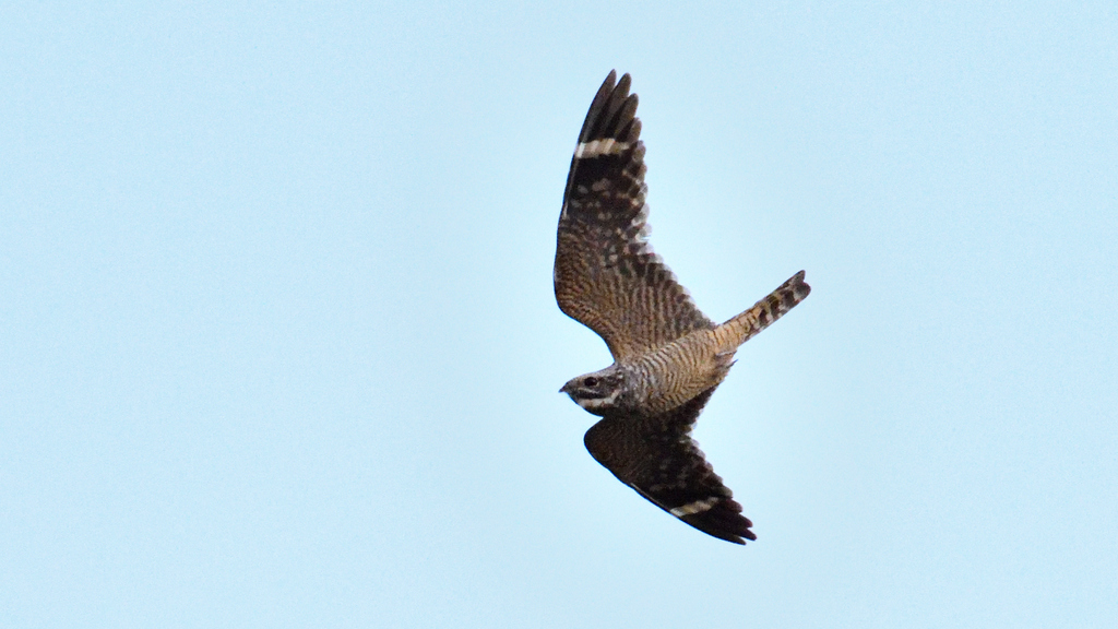 Lesser Nighthawk from Bustamante, N.L., México on May 31, 2023 at 07:30 ...