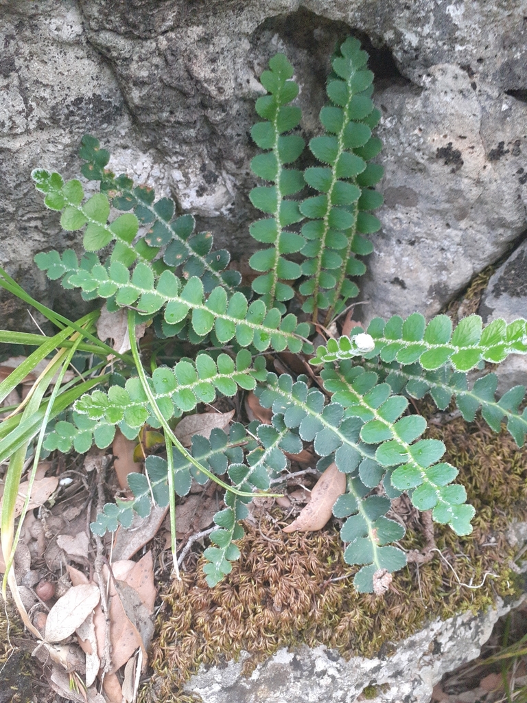 Rustyback from 08044 Jerzu, Nuoro, Italien on May 30, 2023 at 01:16 PM ...