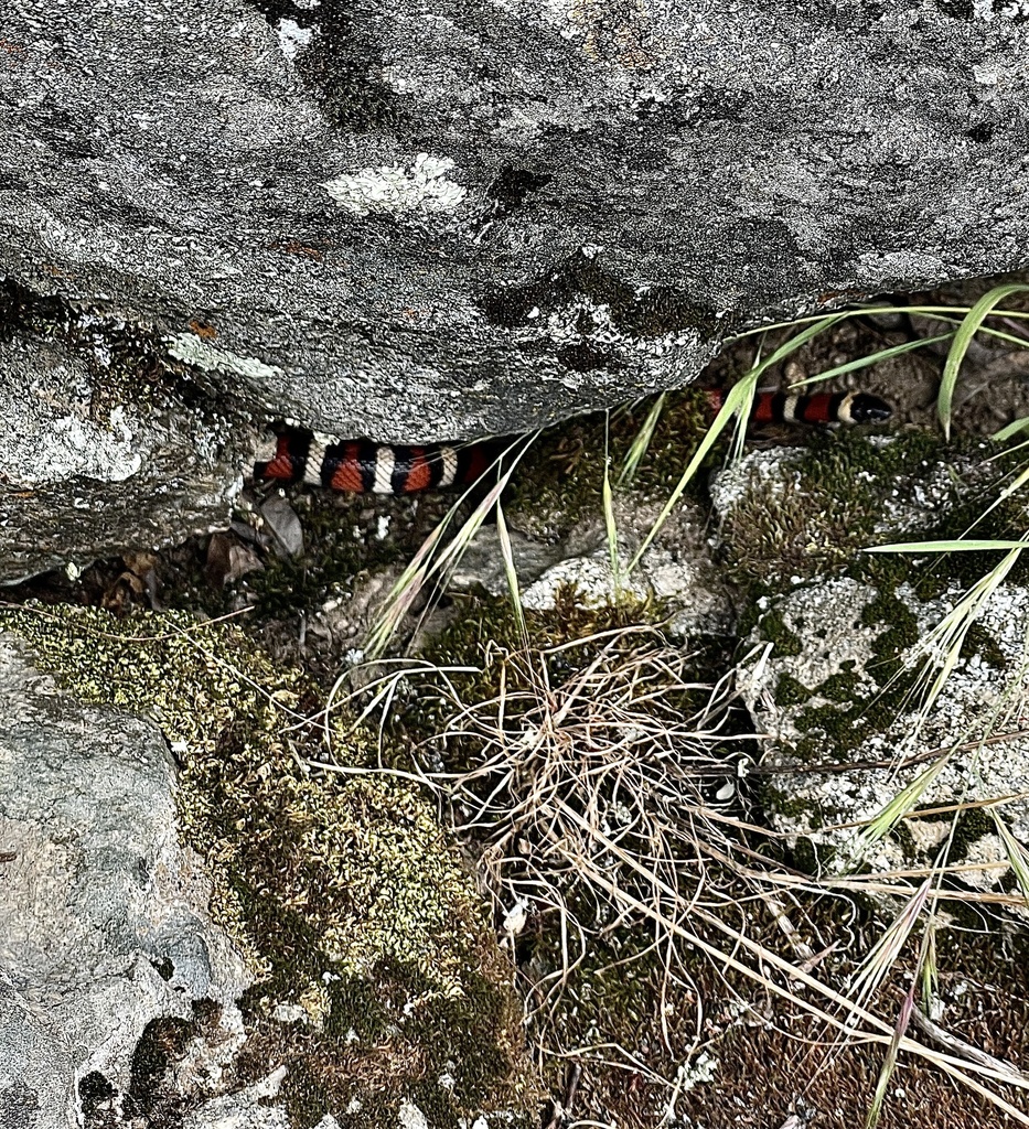 California Mountain Kingsnake in May 2023 by Preston Ernest · iNaturalist