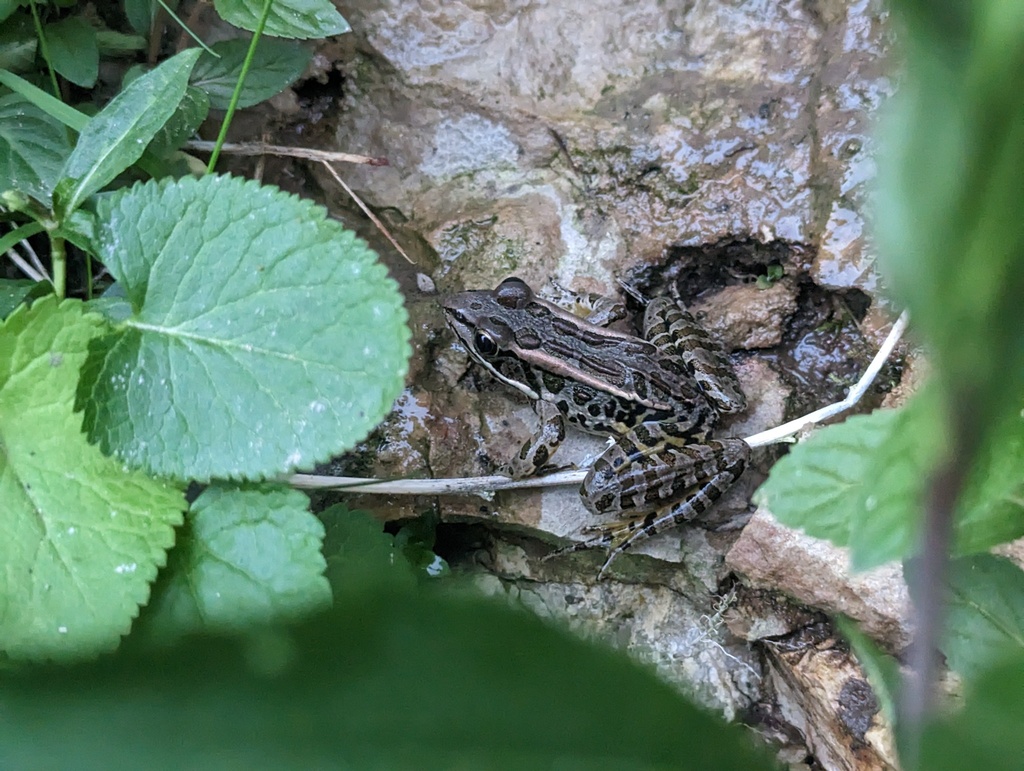 Pickerel Frog in May 2023 by Ryan Sorrells · iNaturalist