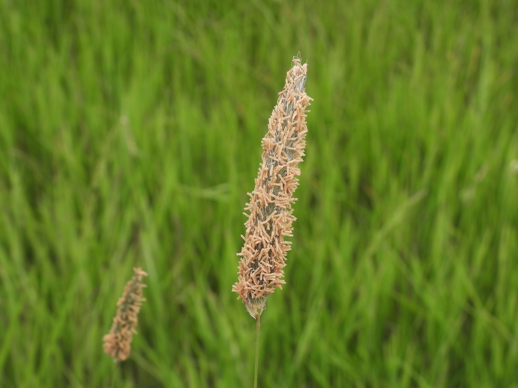 Creeping Foxtail from Derbyshire, UK on May 31, 2023 at 02:37 PM by ...