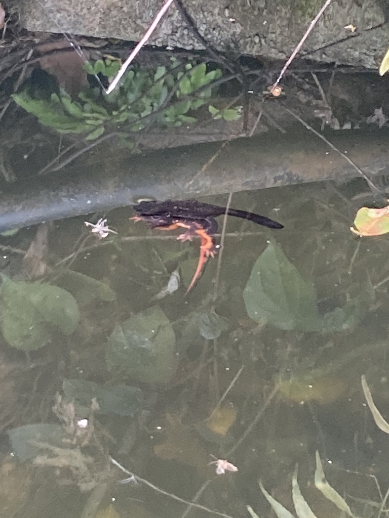 Okinawa Sword-tailed Newt in March 2022 by chouenyu · iNaturalist