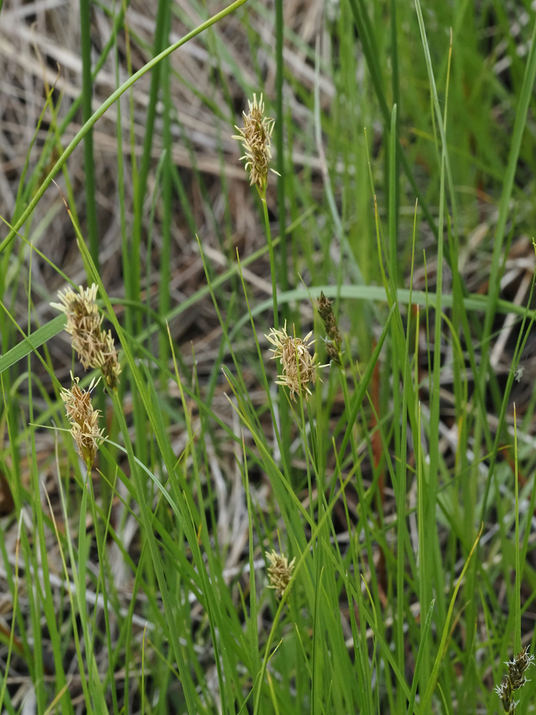 true sedges from Thompson-Nicola, British Columbia, Canada on May 28 ...