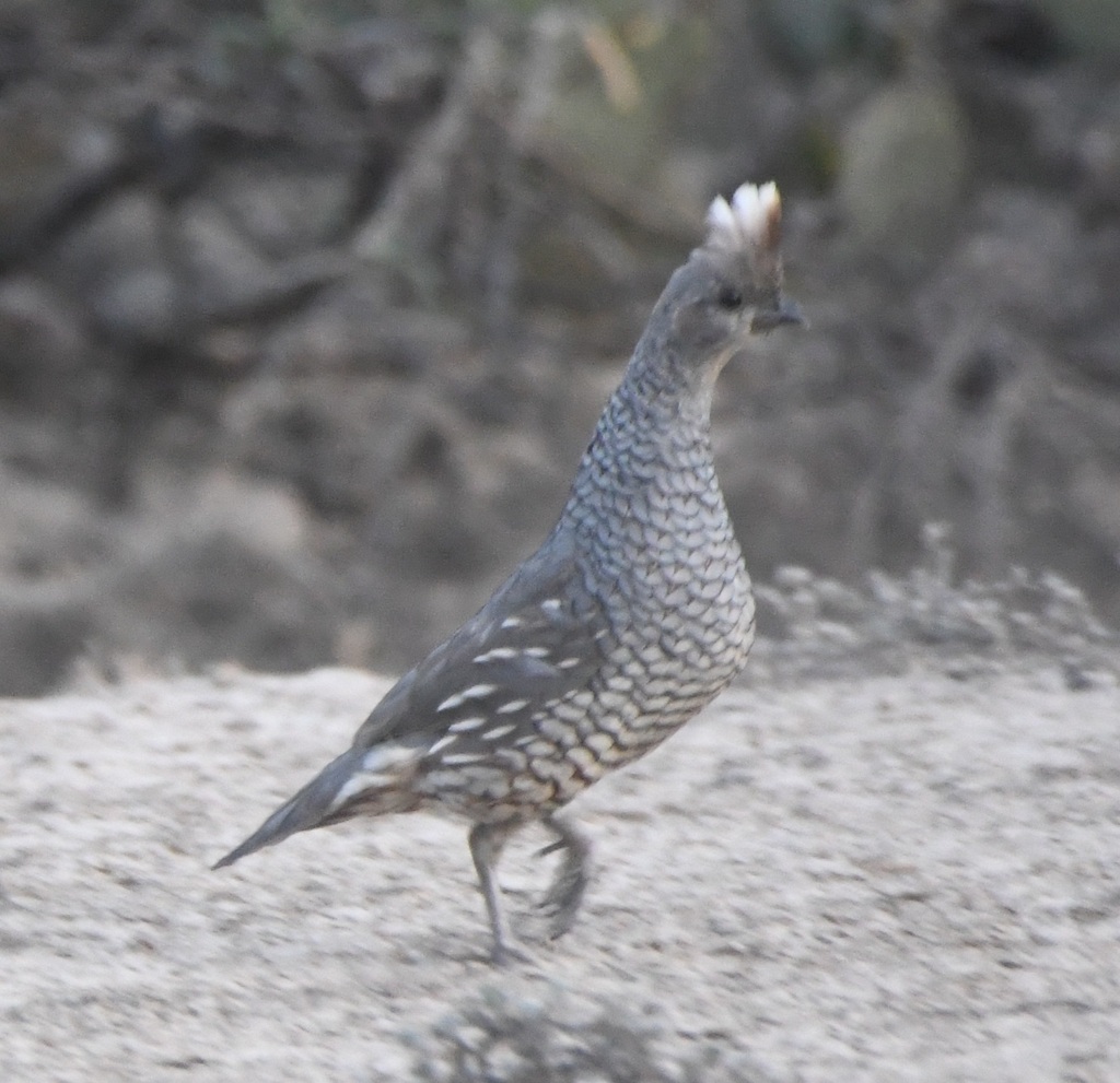Scaled Quail from Santa Catarina, N.L., México on May 31, 2023 at 07:03 ...