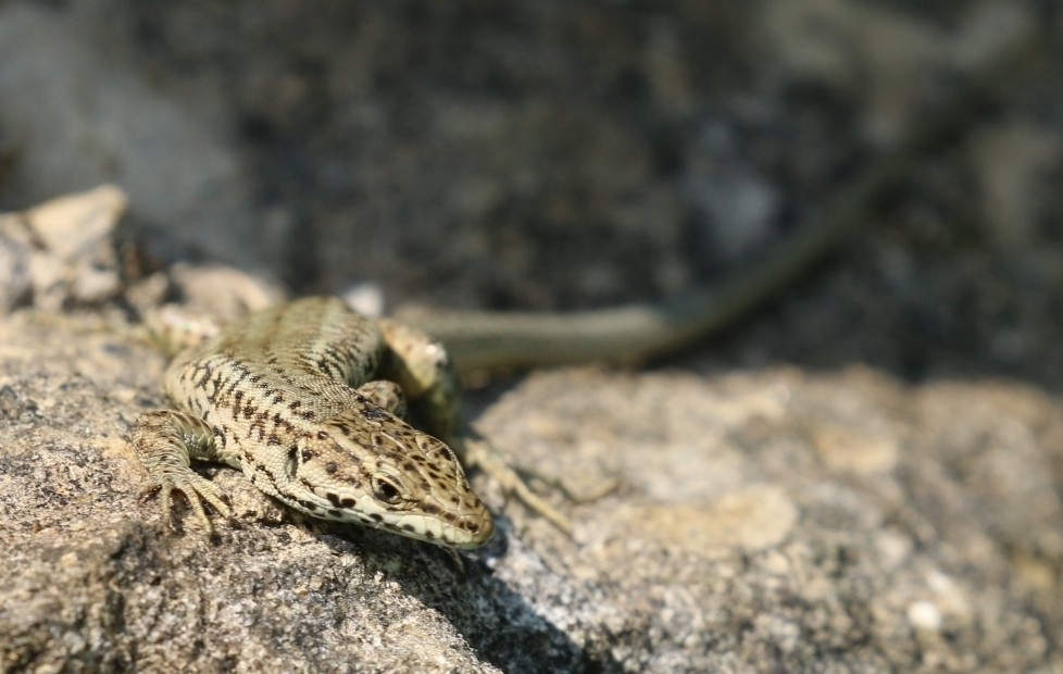 Catalonian Wall Lizard from 11000 Carcassonne, France on May 30, 2023 ...