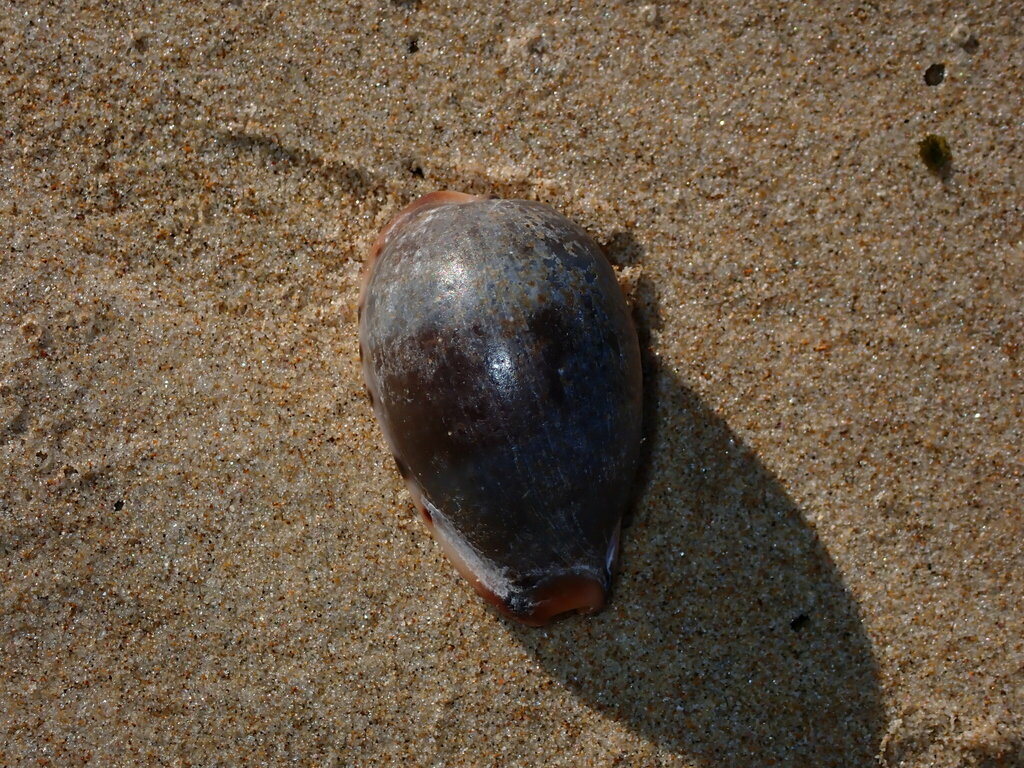 yellow-toothed cowrie from Barcoongere NSW 2460, Australia on June 1 ...