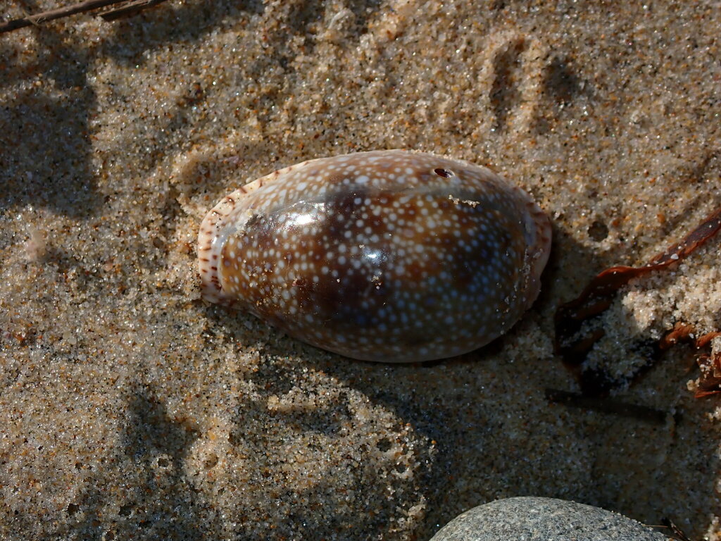 Eroded Cowry from Barcoongere NSW 2460, Australia on June 1, 2023 at 08 ...