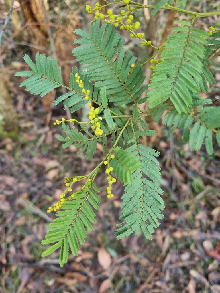 Dwarf Silver-wattle from Bullarto, Bullarto VIC 3461, Australia on June ...
