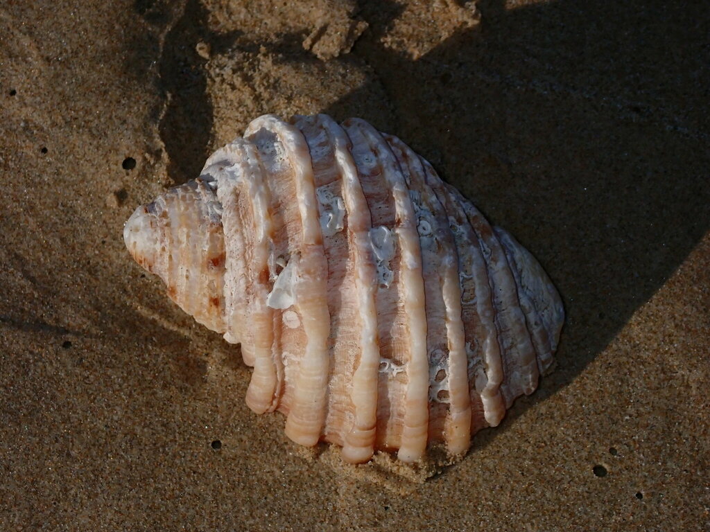 Cart-Rut Shell from Barcoongere NSW 2460, Australia on June 1, 2023 at ...