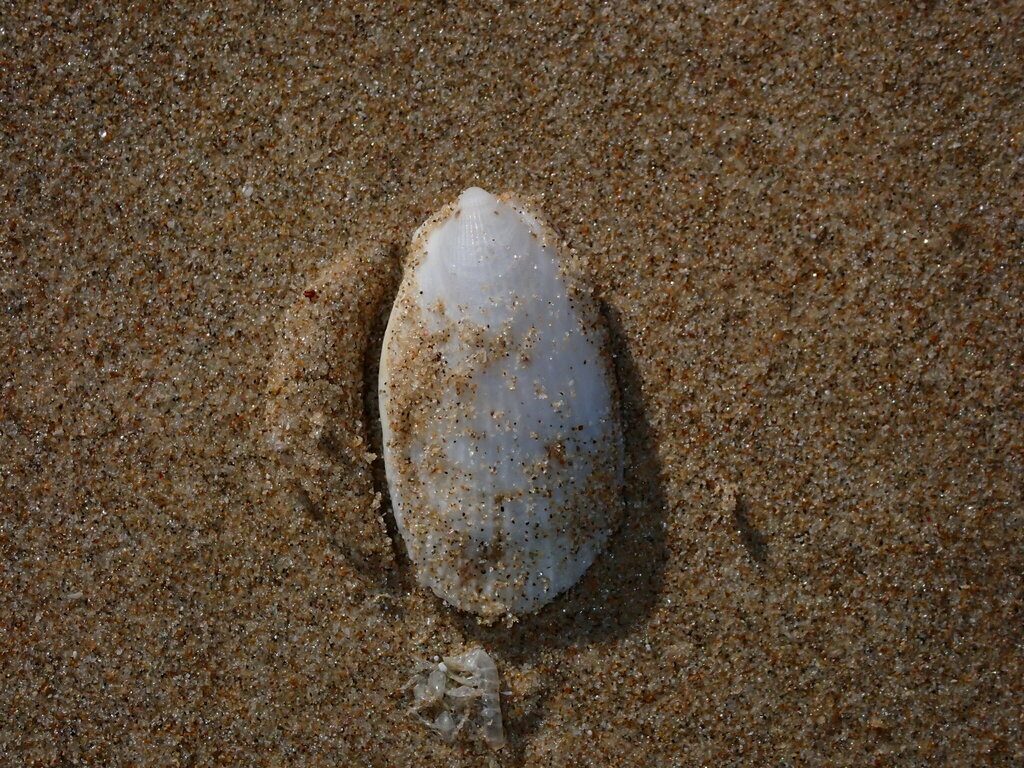 Limatula strangei from Barcoongere NSW 2460, Australia on June 1, 2023 at 08:45 AM by Adrian ...