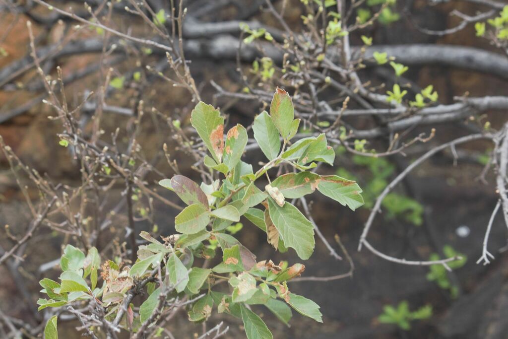 Common Wild Currant from West Rand District Municipality, South Africa ...