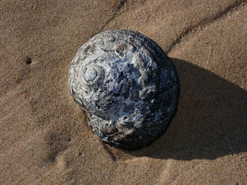 Rough turban shell from Barcoongere NSW 2460, Australia on June 1, 2023 ...