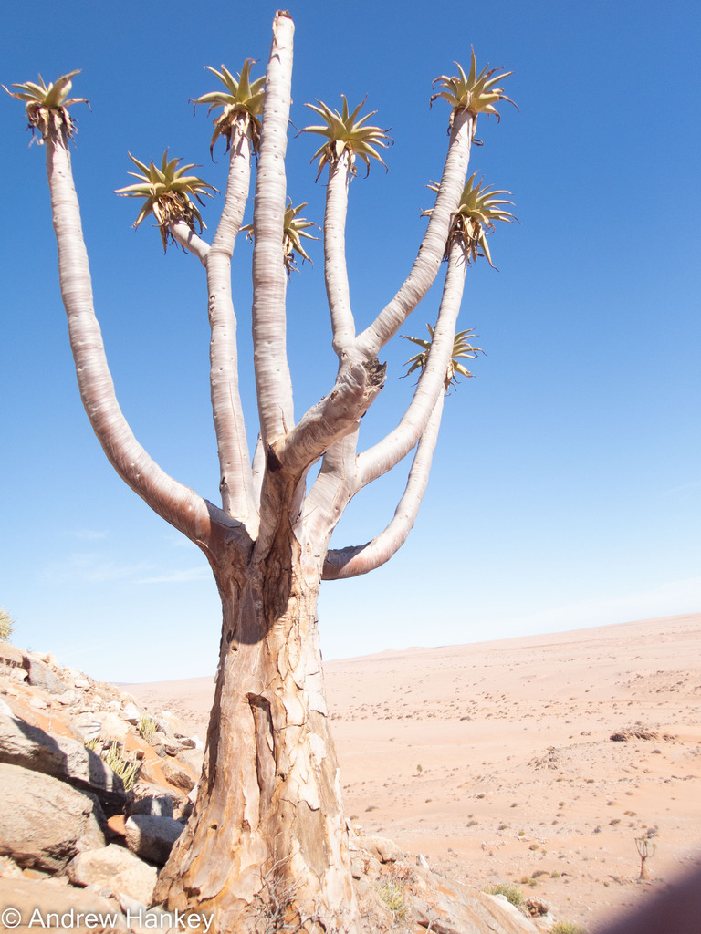 Giant Quiver Tree in May 2023 by Andrew Hankey · iNaturalist