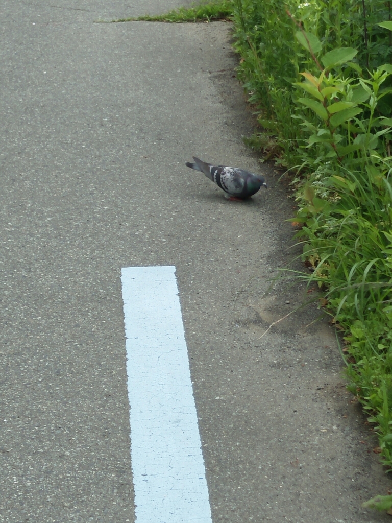 Feral Pigeon from 1221-1 Kodachi, Fujikawaguchiko, Minamitsuru District ...