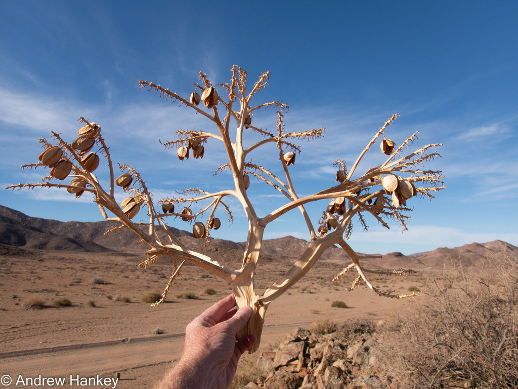 Giant Quiver Tree in May 2023 by Andrew Hankey · iNaturalist