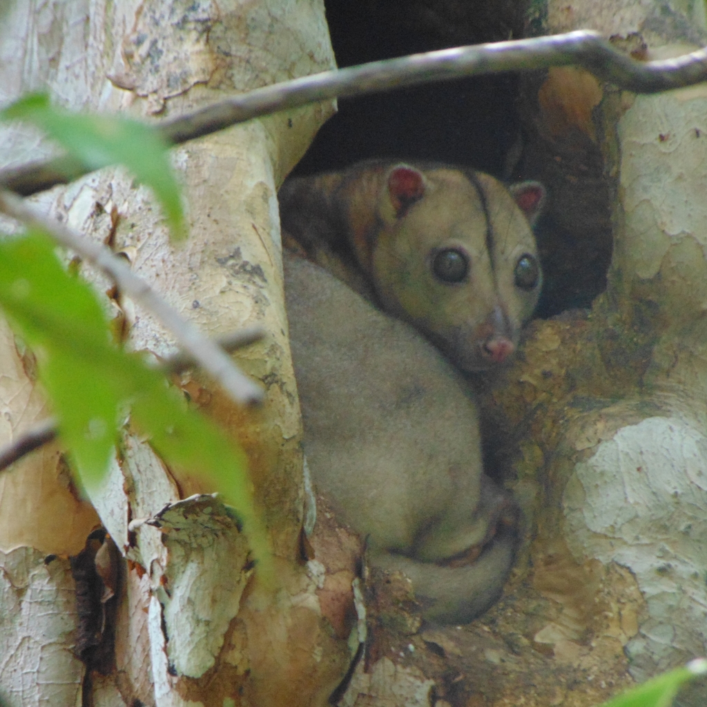 Northern Common Cuscus from Raja Ampat, ID-IB, ID on November 26, 2018 ...