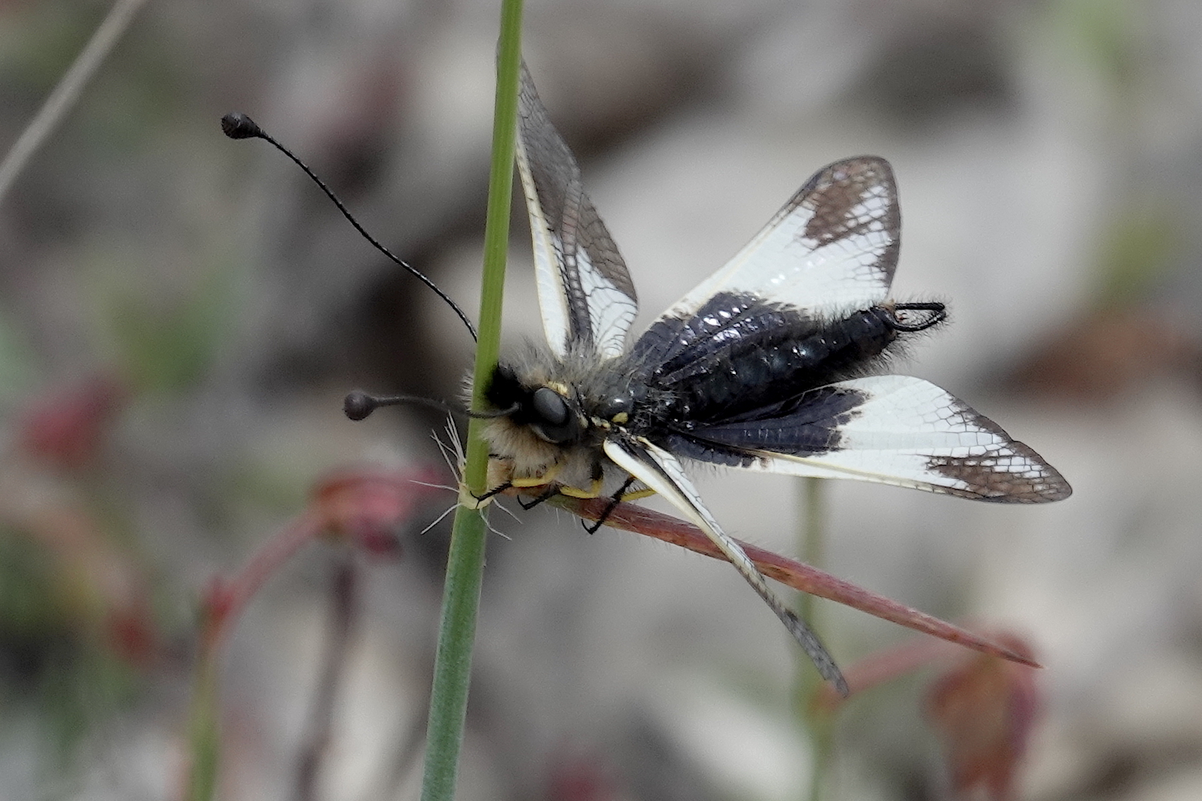 Libelloides lacteus (Brullé, 1832)
