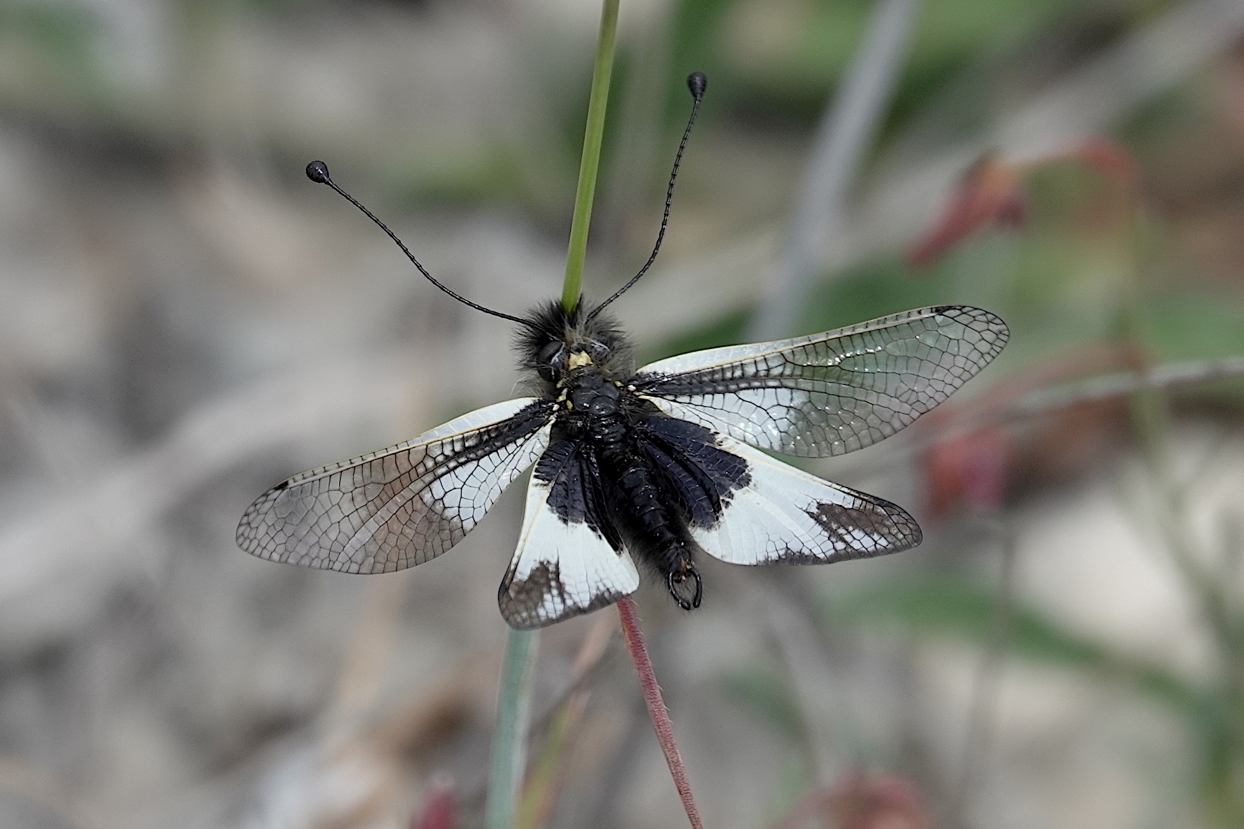 Libelloides lacteus (Brullé, 1832)