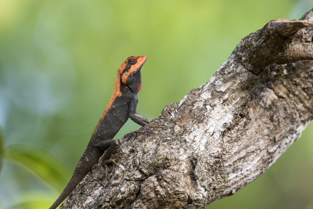 Roux's Forest Lizard (Monilesaurus rouxii) - Snakes and Lizards