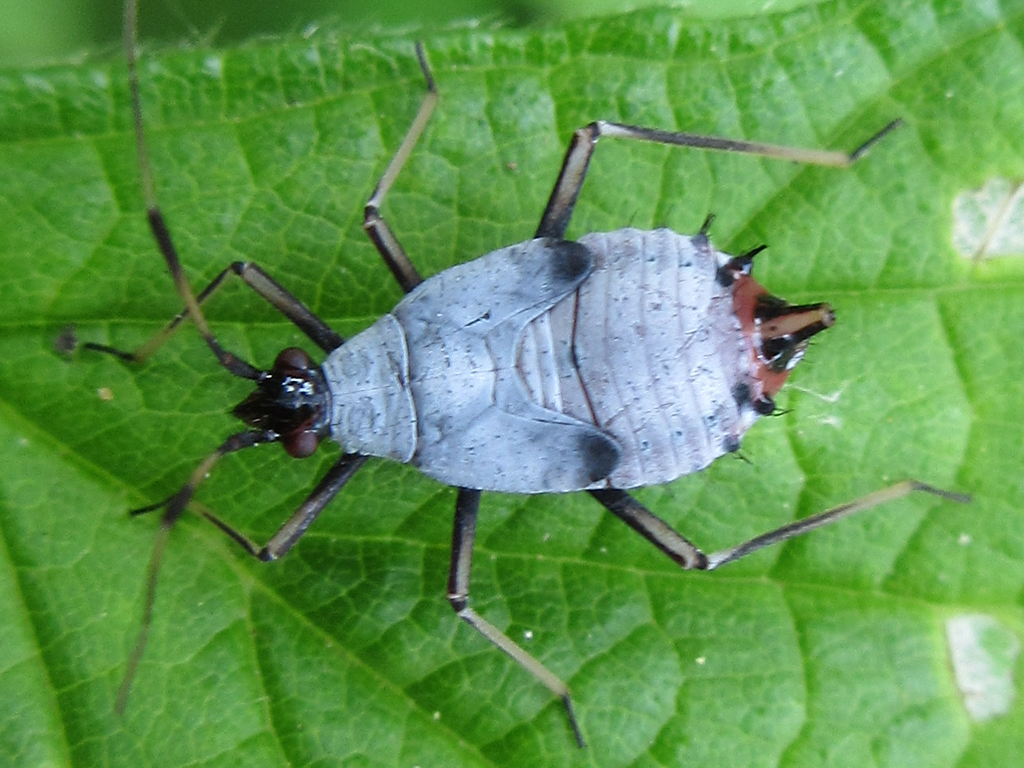 Deraeocoris ater from 흑성산 on June 01, 2023 by onidiras-iNaturalist ...