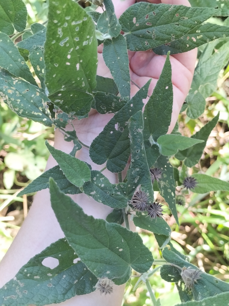 straggly lantern-bush in June 2023 by Jacinda · iNaturalist