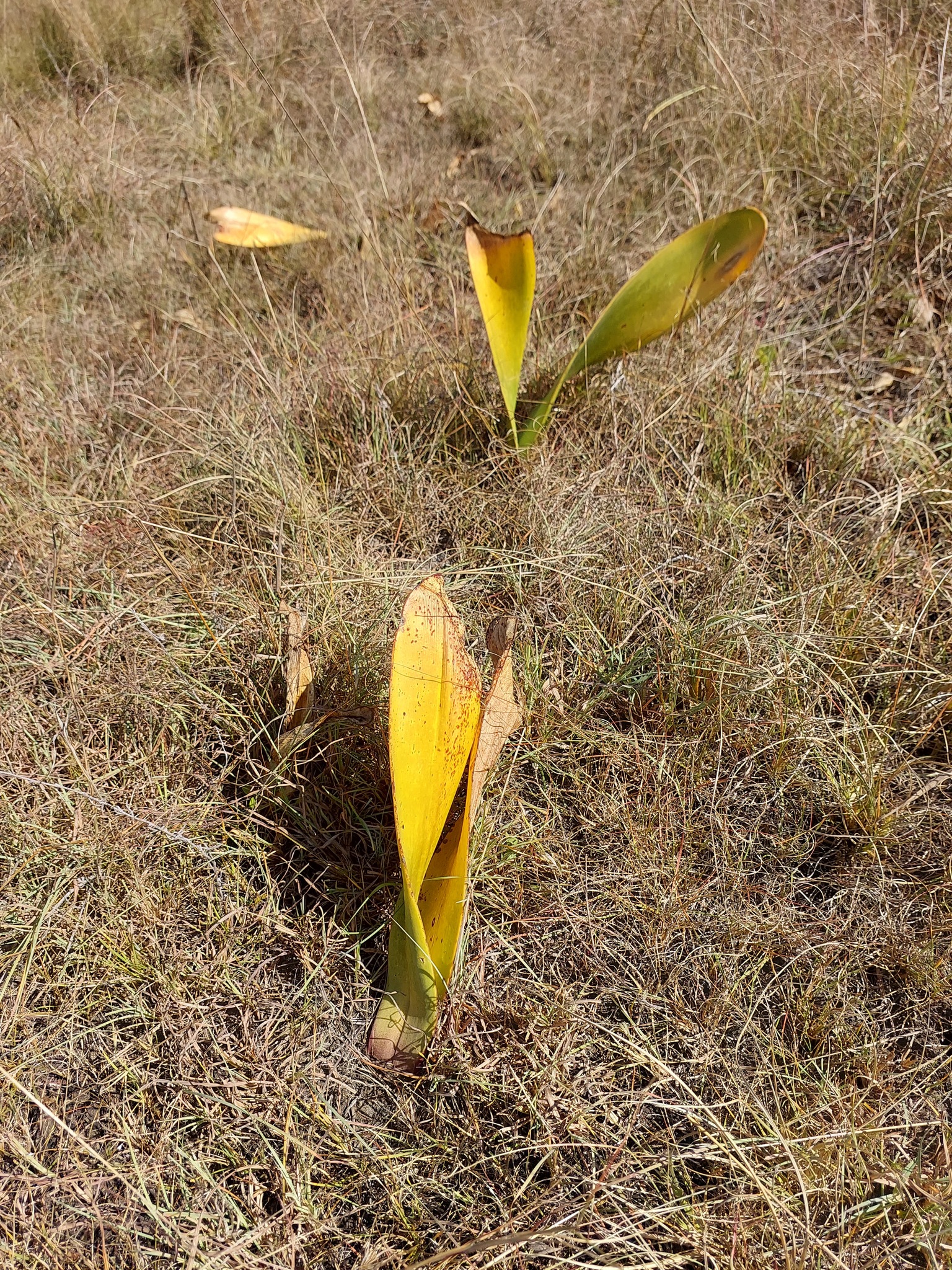 Haemanthus montanus Baker