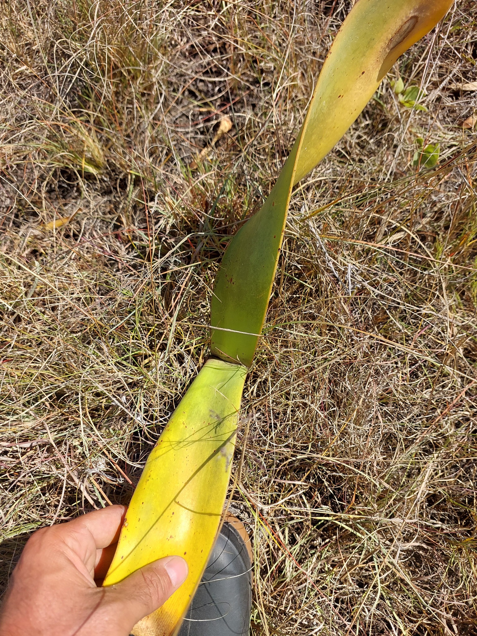 Haemanthus montanus Baker