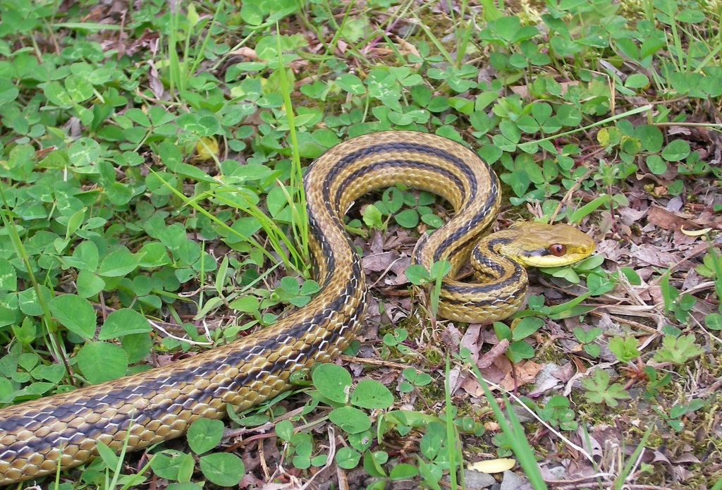 Japanese Four-lined Ratsnake (Elaphe quadrivirgata) - Snakes and Lizards