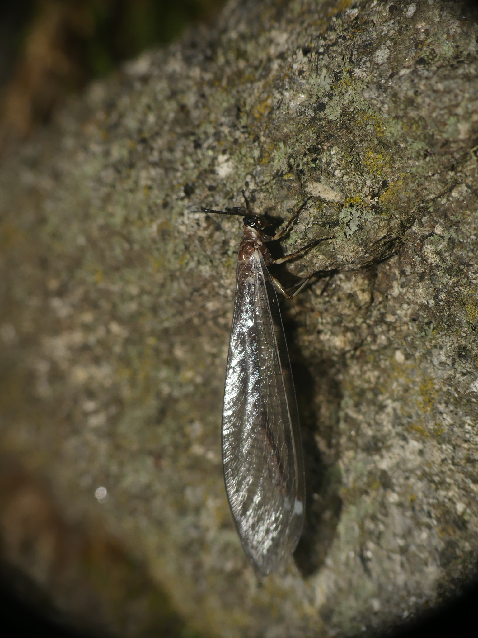 Myrmeleon formicarius Linnaeus, 1767