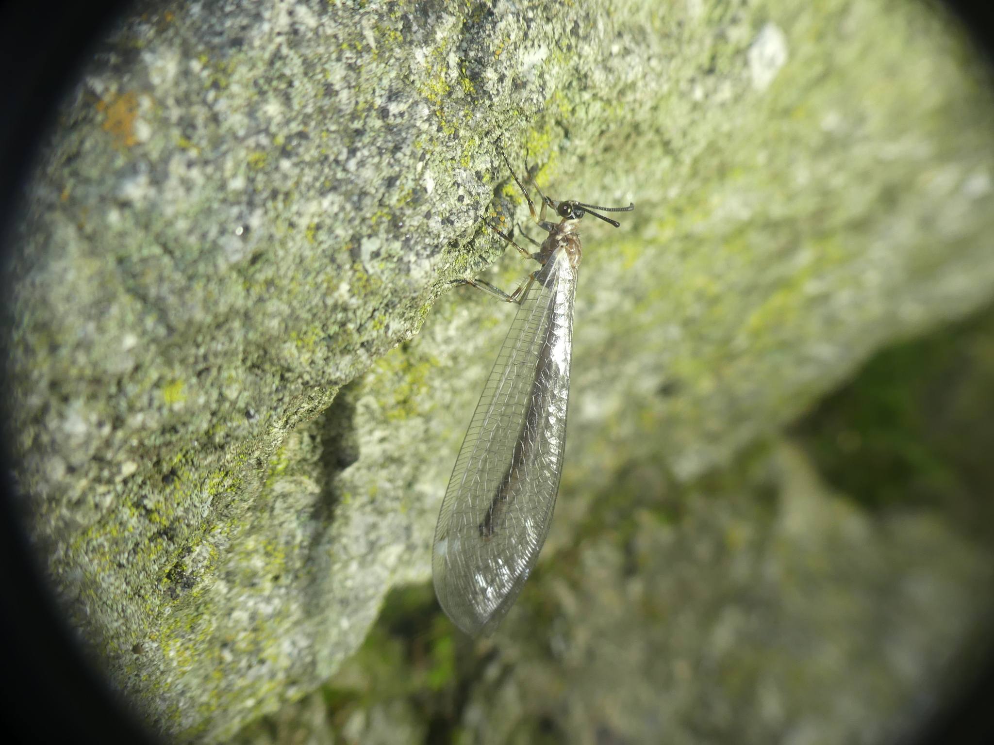 Myrmeleon formicarius Linnaeus, 1767