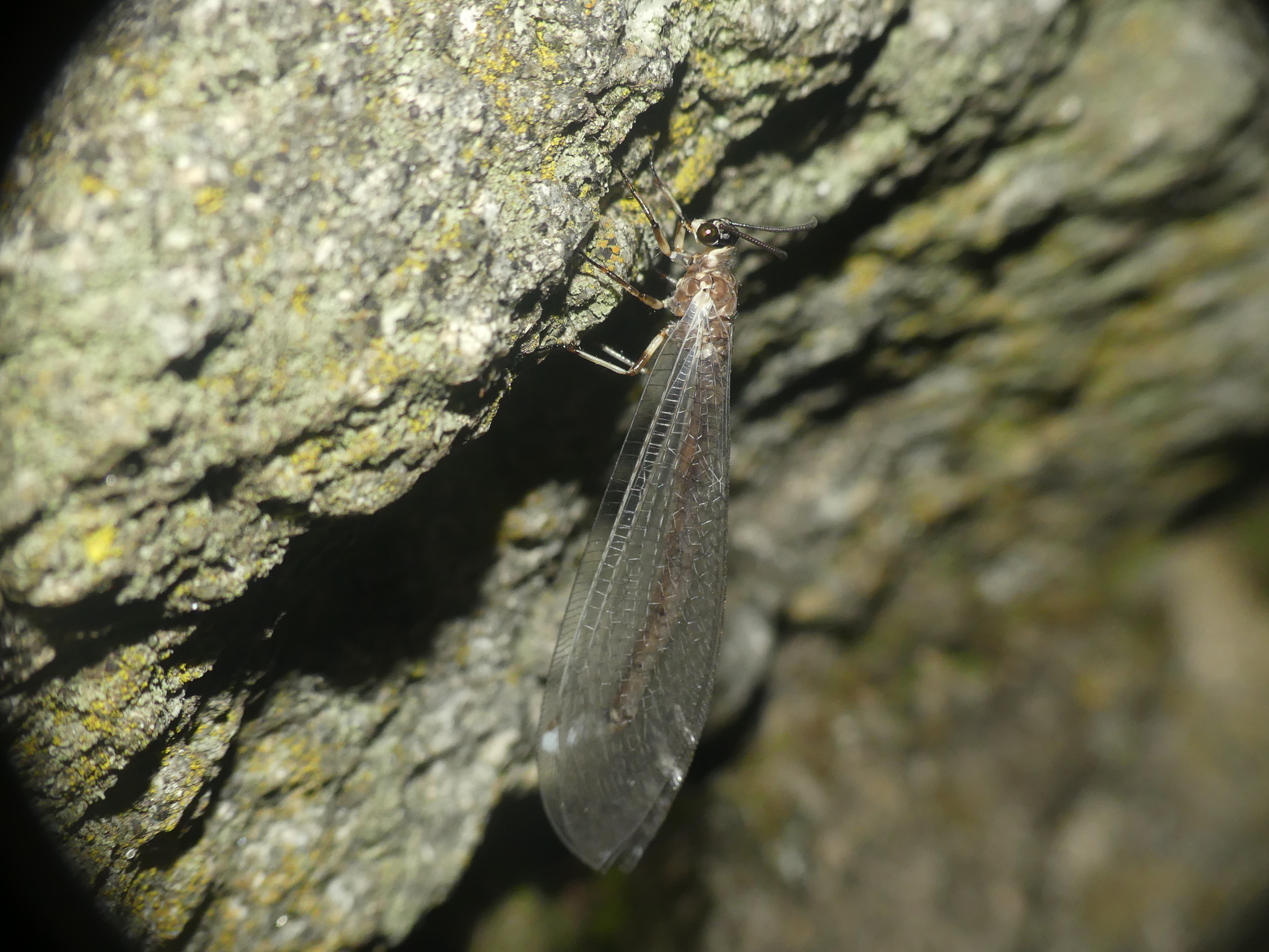 Myrmeleon formicarius Linnaeus, 1767