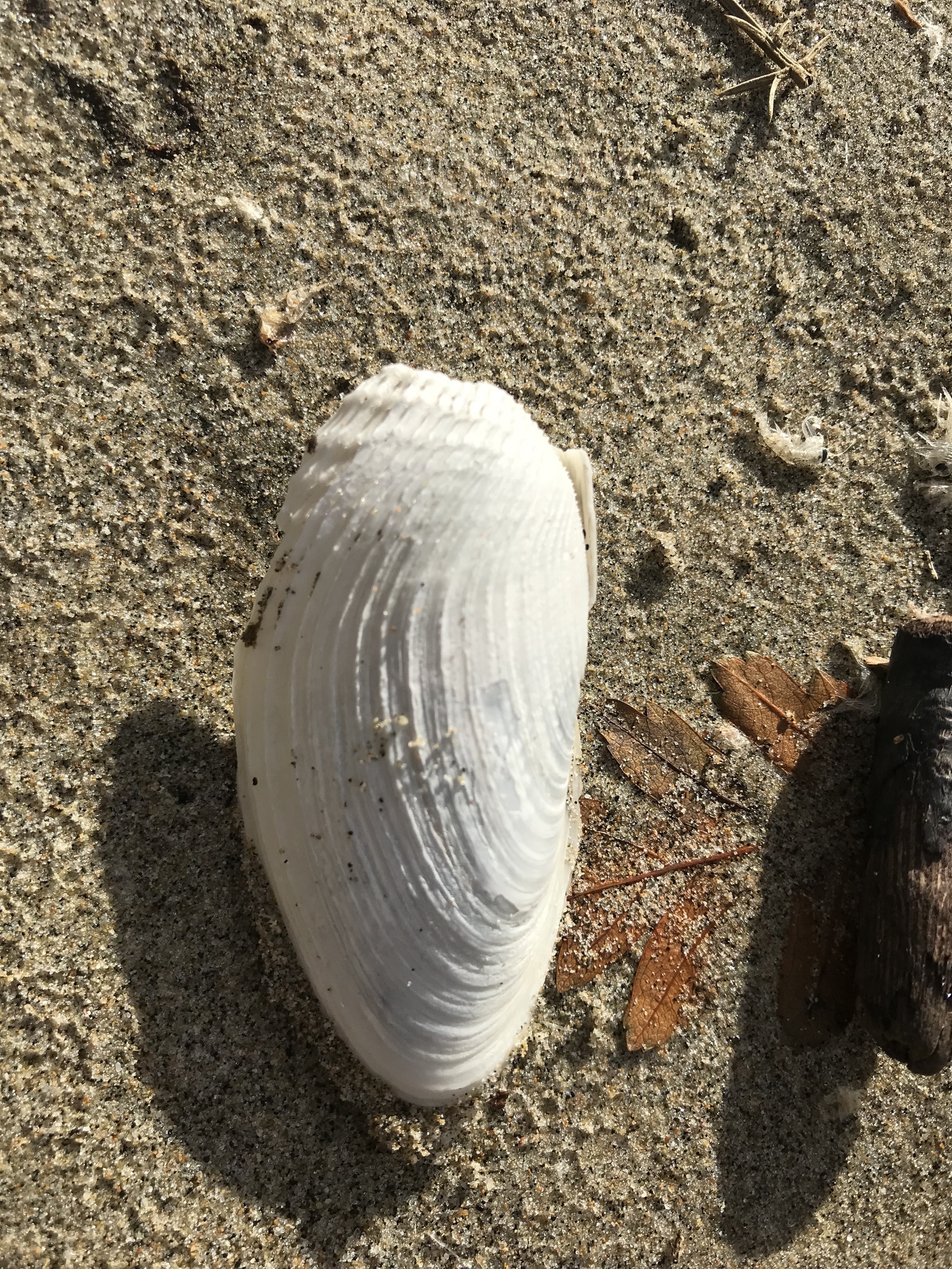 Barnea similis (Gray, 1835)