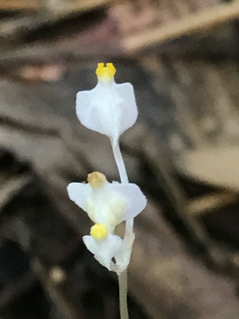 Burmannia nepalensis from 尖石鄉, TW on September 12, 2018 at 09:04 AM by ...