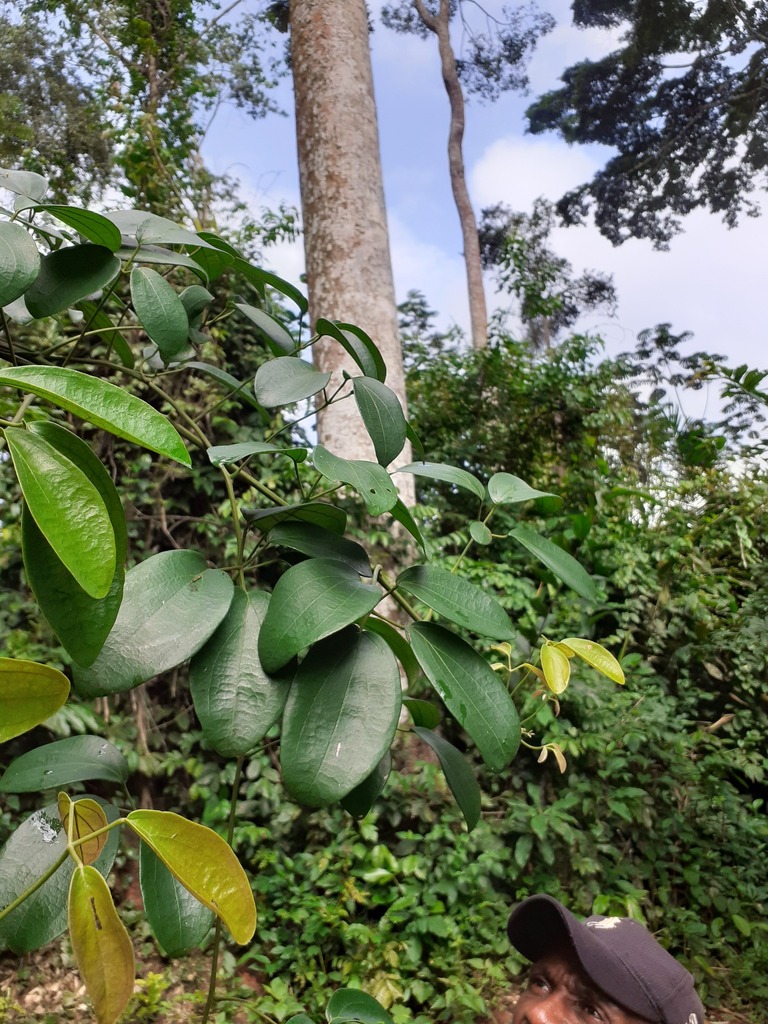 Illigera vespertilio from Haut - Nyong, Cameroon on June 25, 2022 at 09 ...