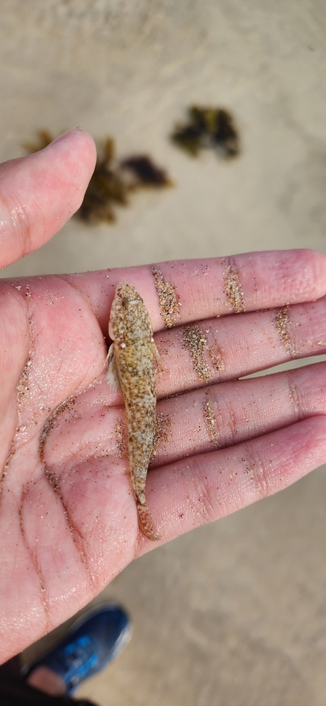 Sharp-Nosed Sand Goby from 대한민국 on May 20, 2023 at 05:00 PM by e2gb ...