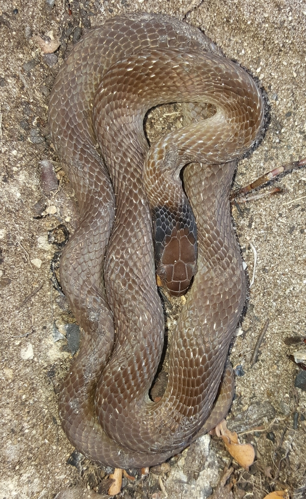 Red-lipped Snake from NMU reserve, Schoenmakerskop, Port Elizabeth ...