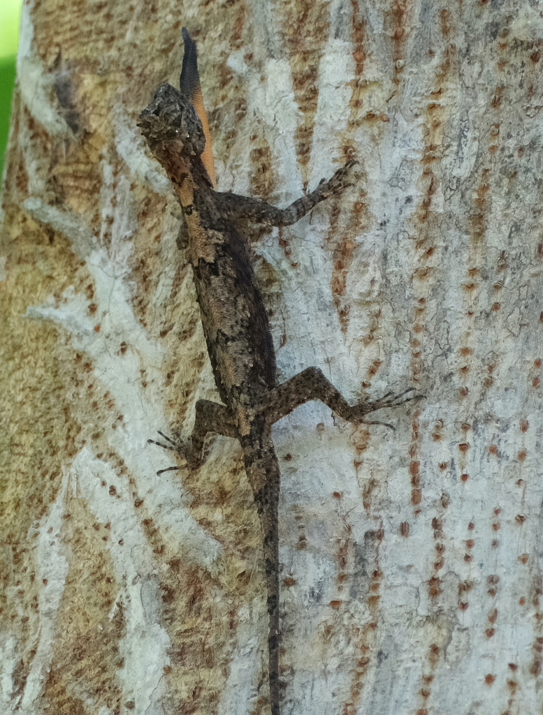 Orange-winged Flying Lizard from Mengla County, Xishuangbanna Dai ...