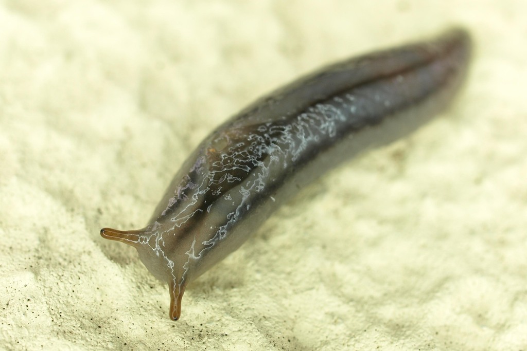 Red Triangle Slug from Coffs Harbour NSW, Australia on May 30, 2011 at ...