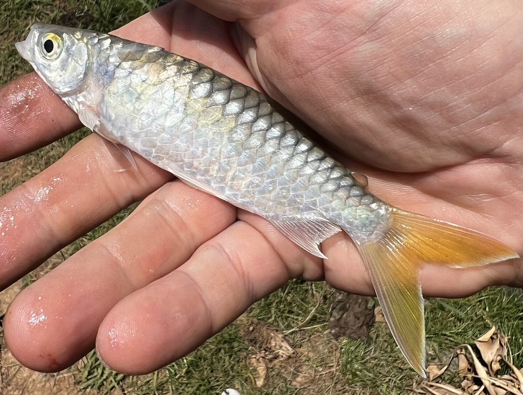 African Tetras (Alestidae) - Marine Life Identification