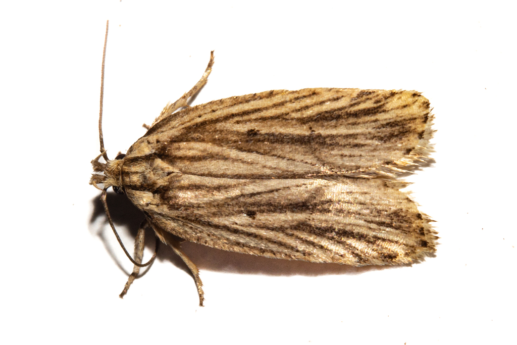 Gorse Soft Shoot Moth from Manaia, New Zealand on May 19, 2023 at 07:04 ...
