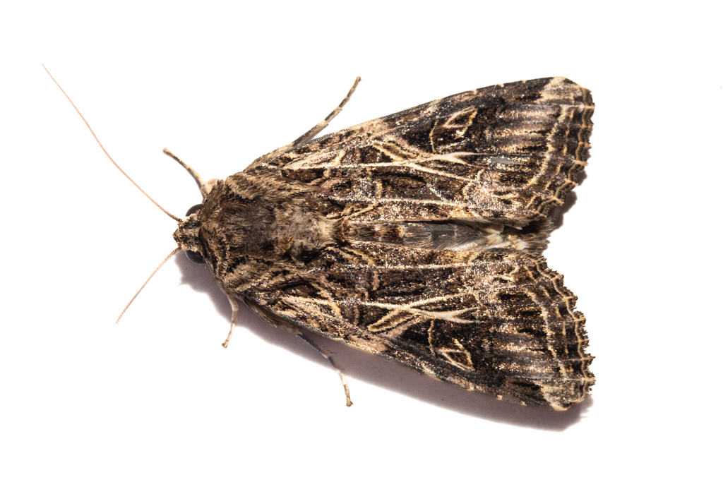 Oriental leafworm moth from Whangārei Heads, New Zealand on May 21 ...
