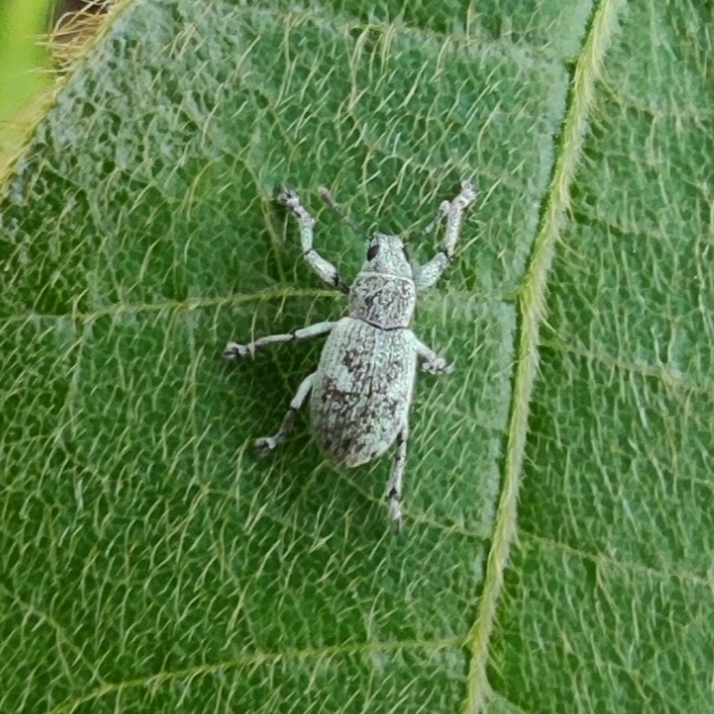 Eugnathus distinctus from 1260 Miemachi Kamitahara, Bungoono, Oita 879 ...
