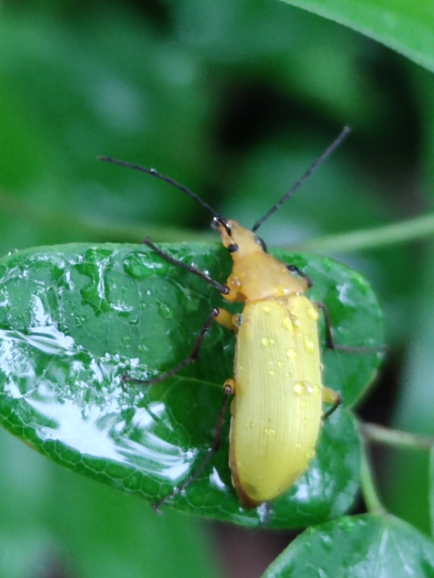 Cteniopinus Seidlitz, 1896