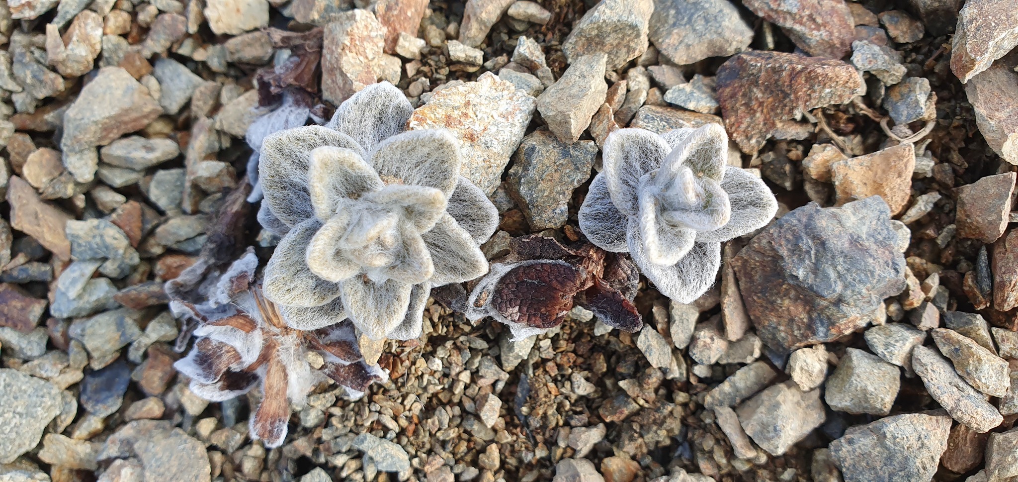 Haastia sinclairii Hook.fil.