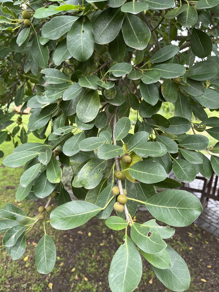Common Wild Fig from Plein Street, Durbanville, WC, ZA on June 1, 2023 ...
